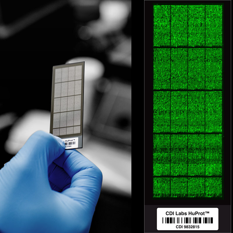 HuProt™ Human Proteome Microarray | CDI Labs